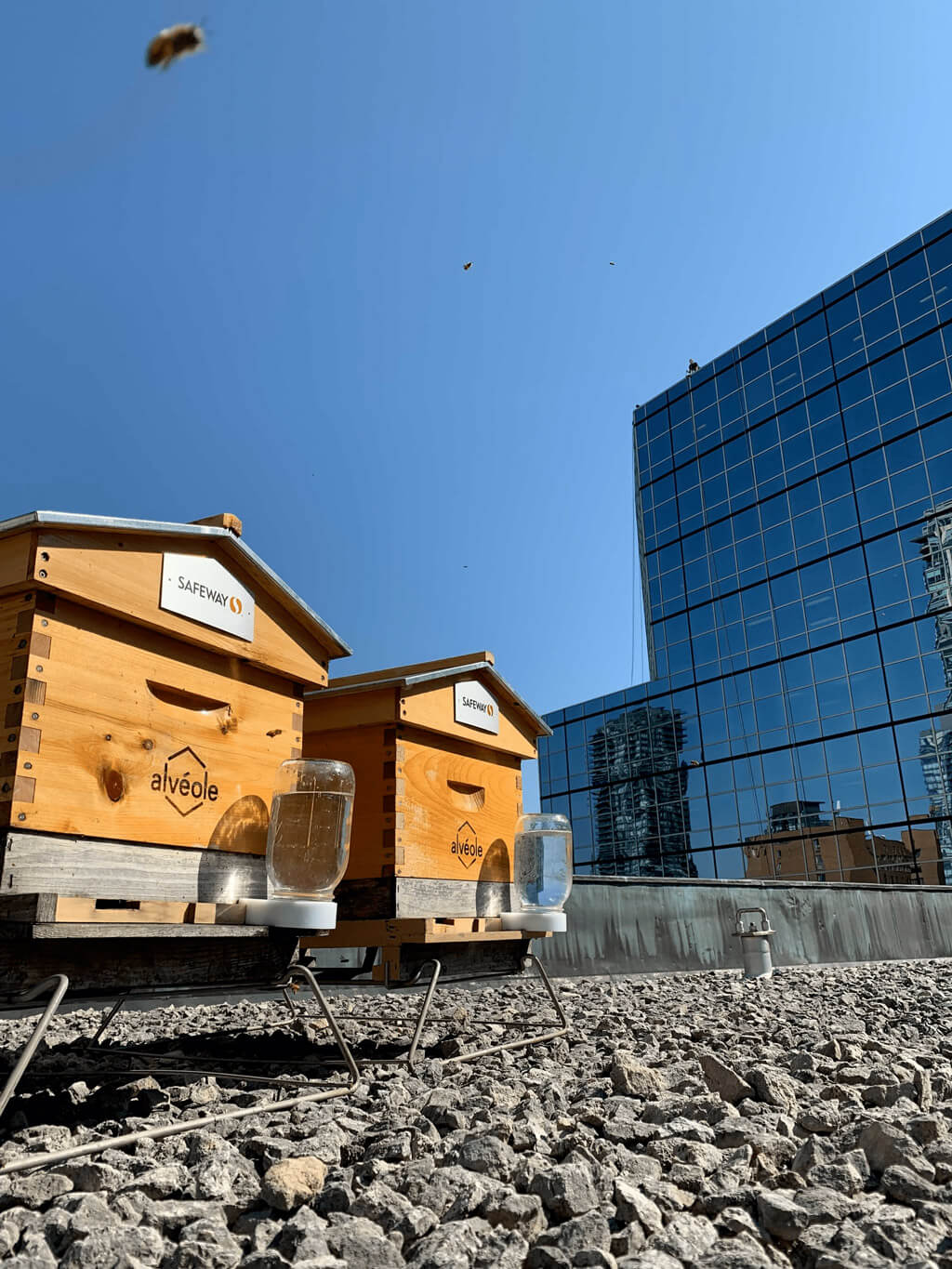 10 things to know about our rooftop bee colonies | OurPart™